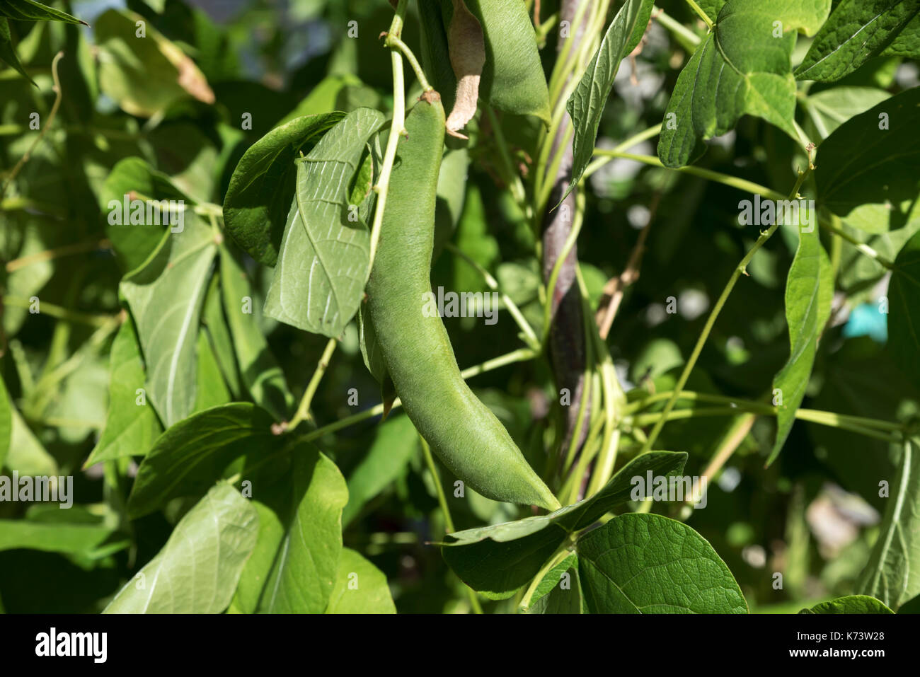 Fibrous stem hi-res stock photography and images - Alamy
