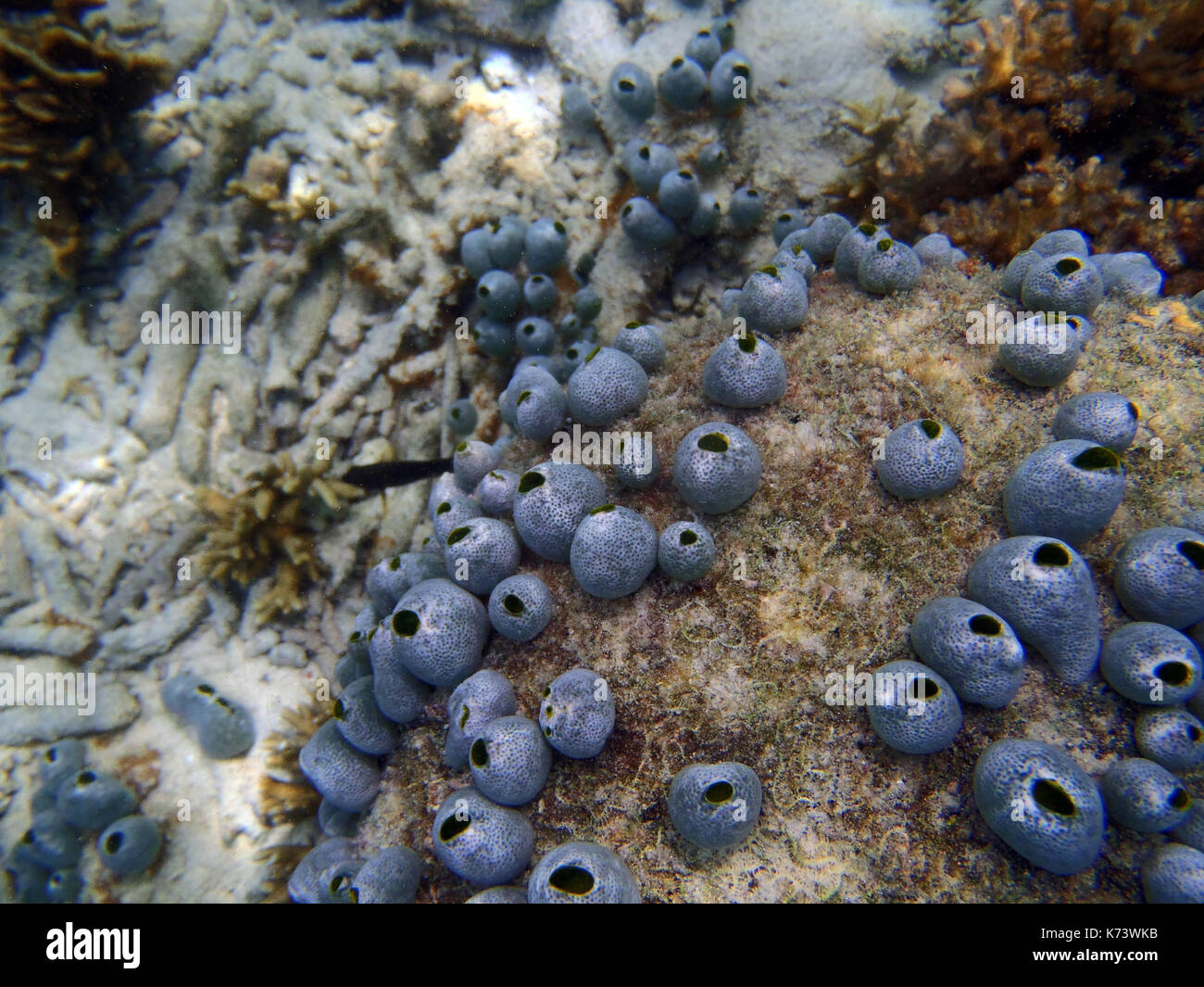 sponge on a tropical coral reef wall, Cambodia Stock Photo - Alamy