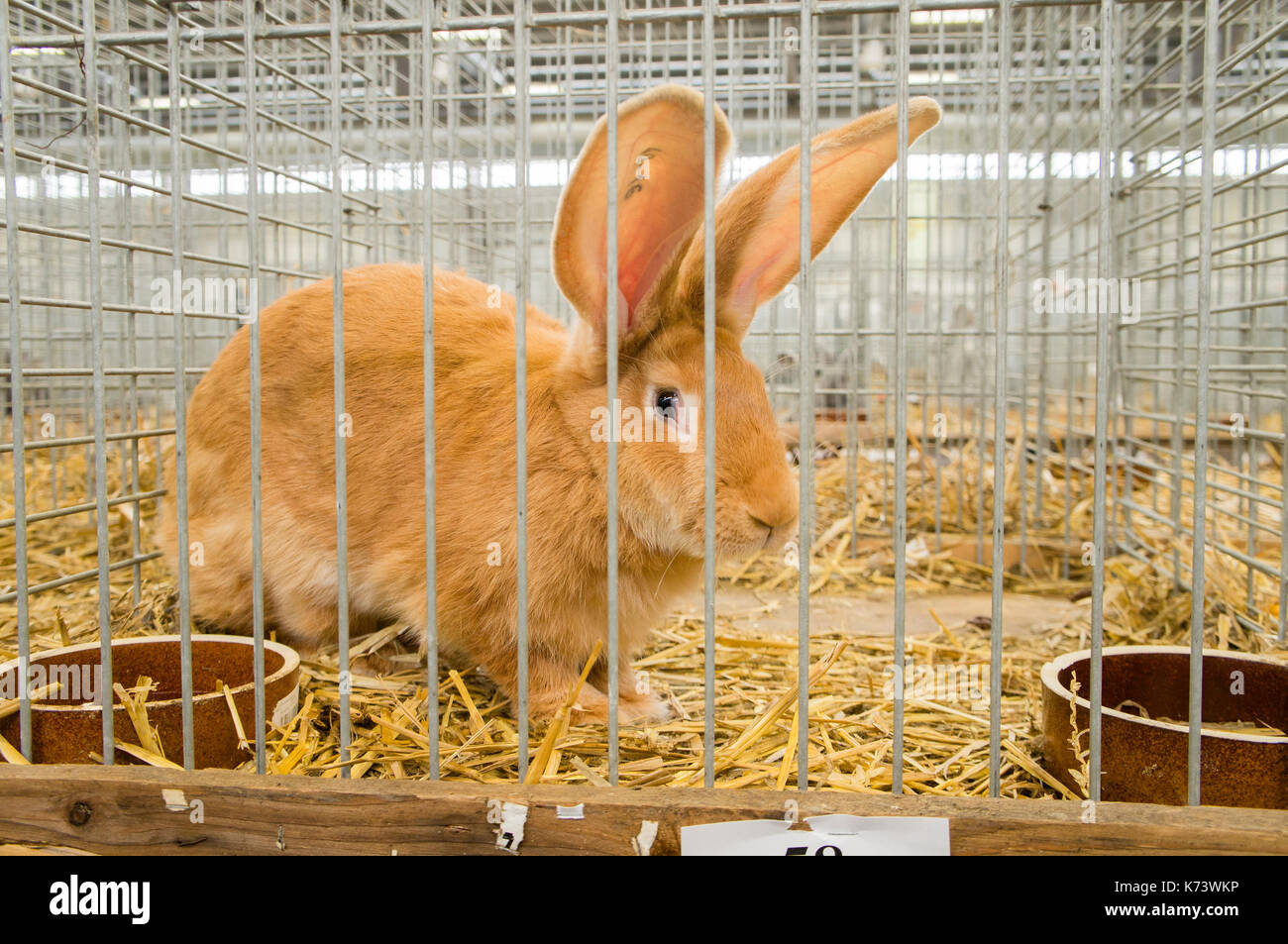Flemish giant rabbit yellow hi-res stock photography and images - Alamy