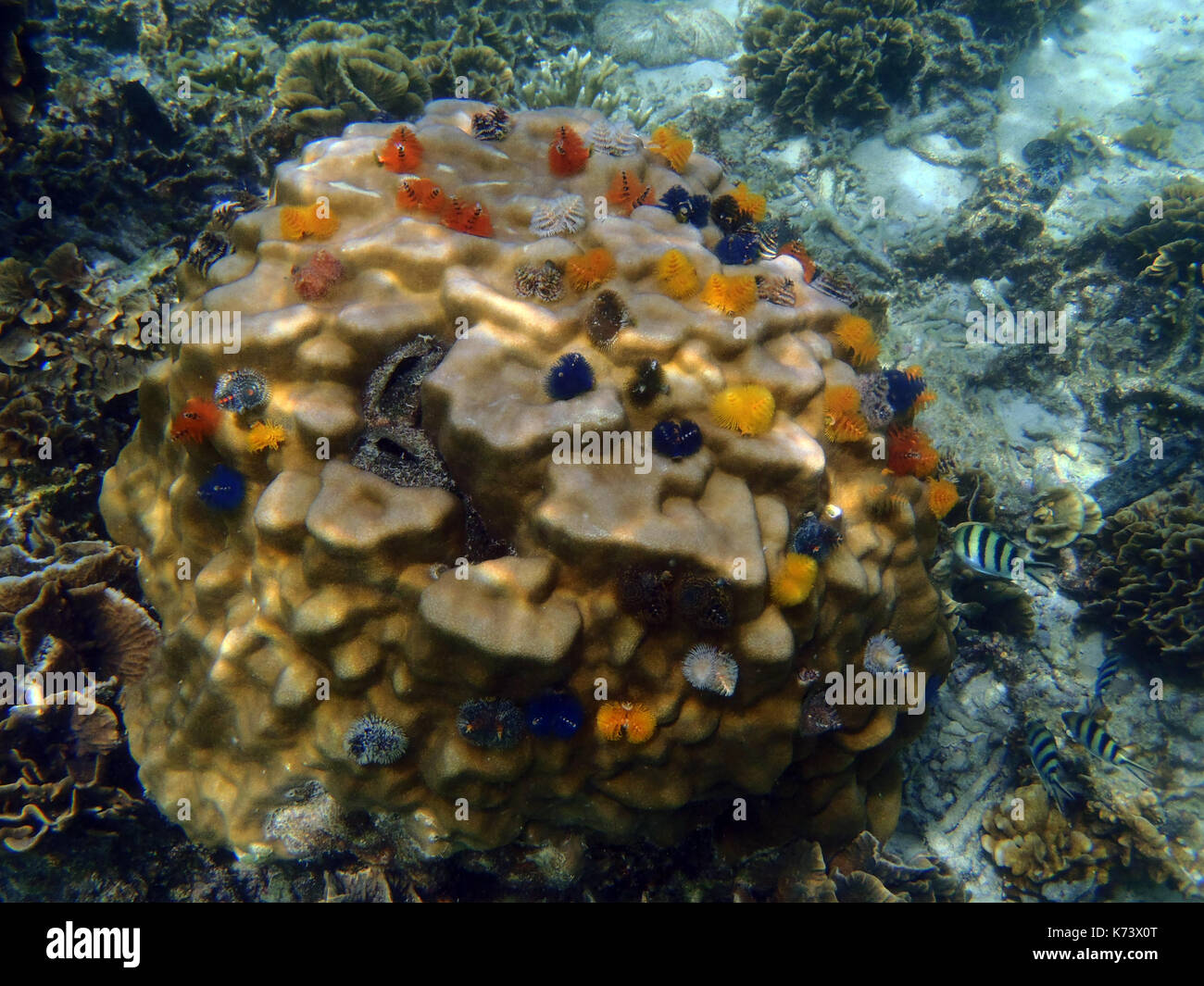 Underwater Marine Life Christmas Tree Worms Spirobranchus Giganteus