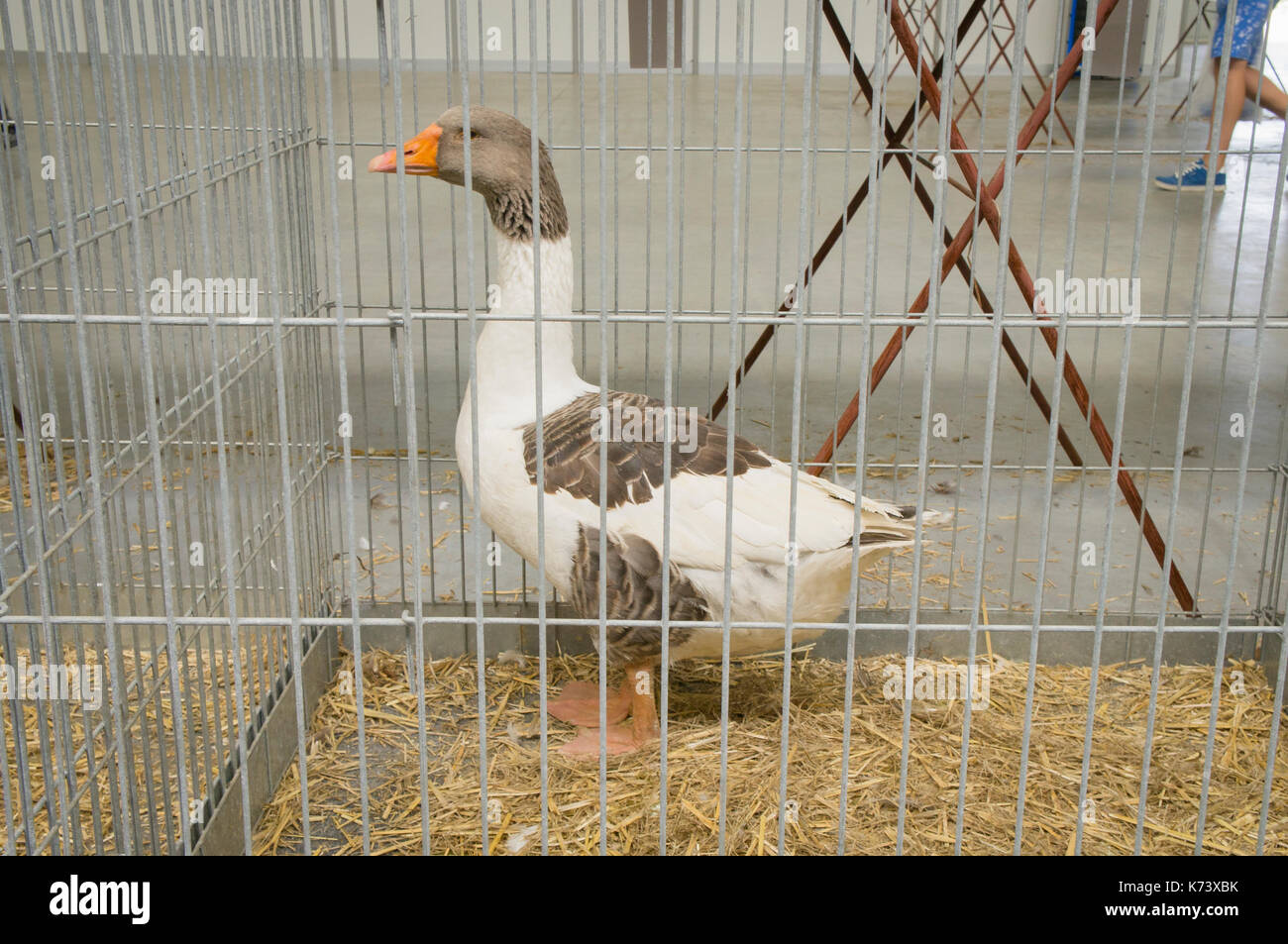 National exhibition of young rabbits,poultry and pigeons 2017 (Animal ...