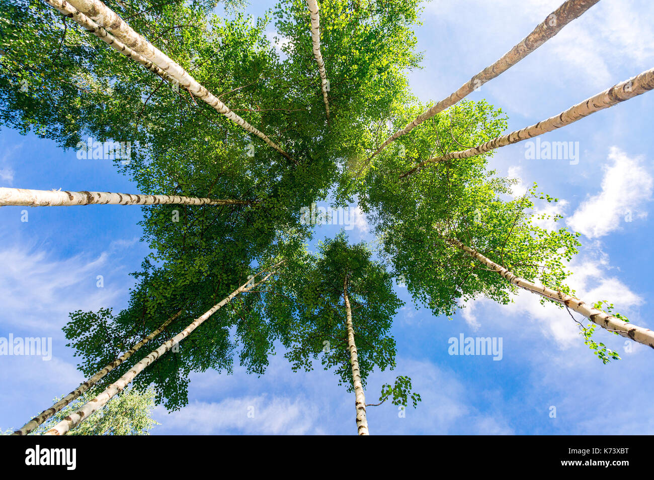 Head in the treetops hi-res stock photography and images - Alamy