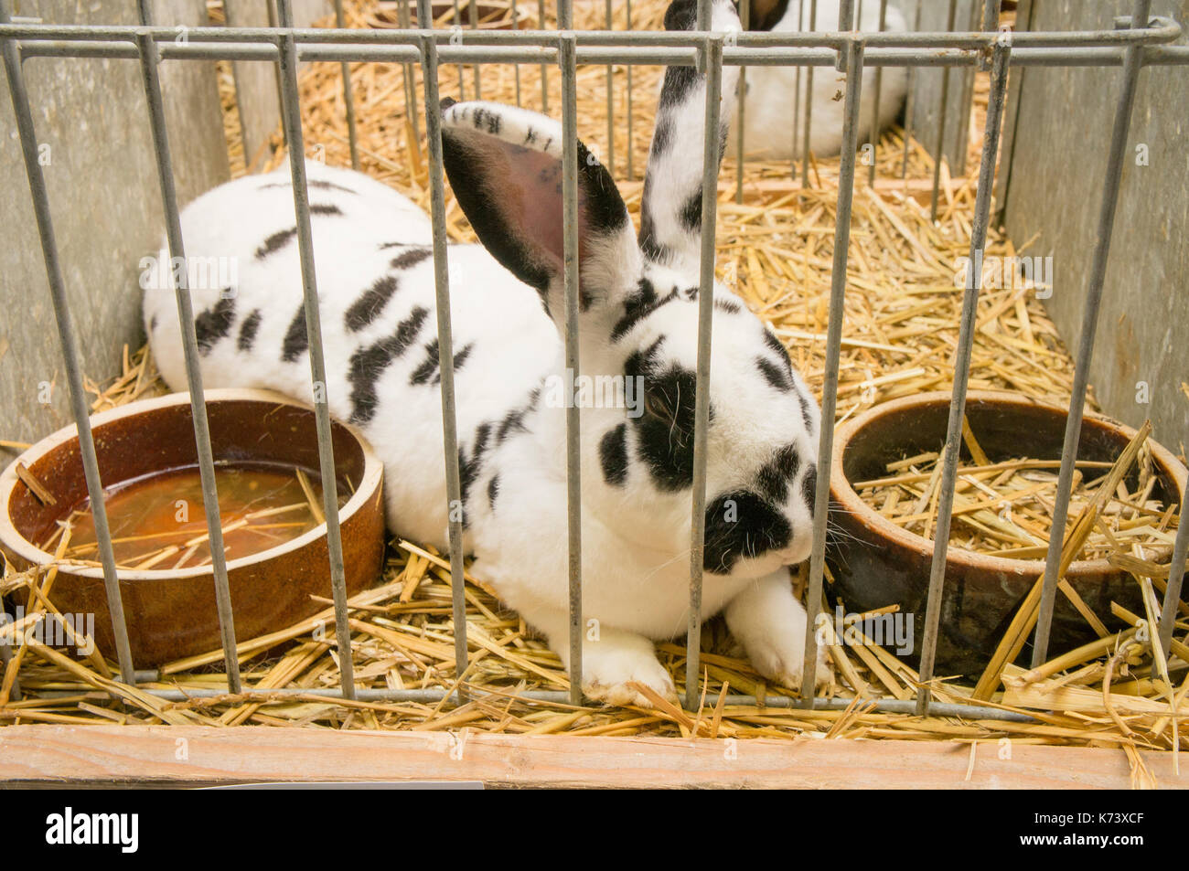 National exhibition of young rabbits,poultry and pigeons 2017 (Animal ...