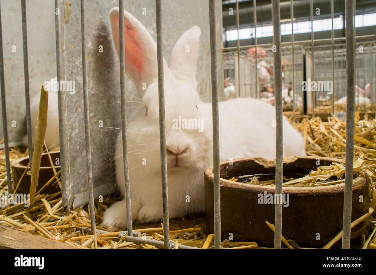 National exhibition of young rabbits,poultry and pigeons 2017 (Animal ...