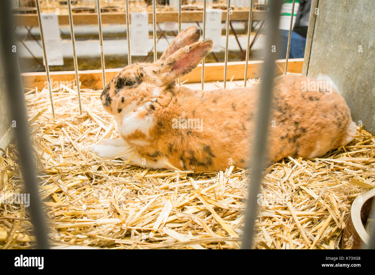 Mini rex yellow red rabbit hi-res stock photography and images - Alamy