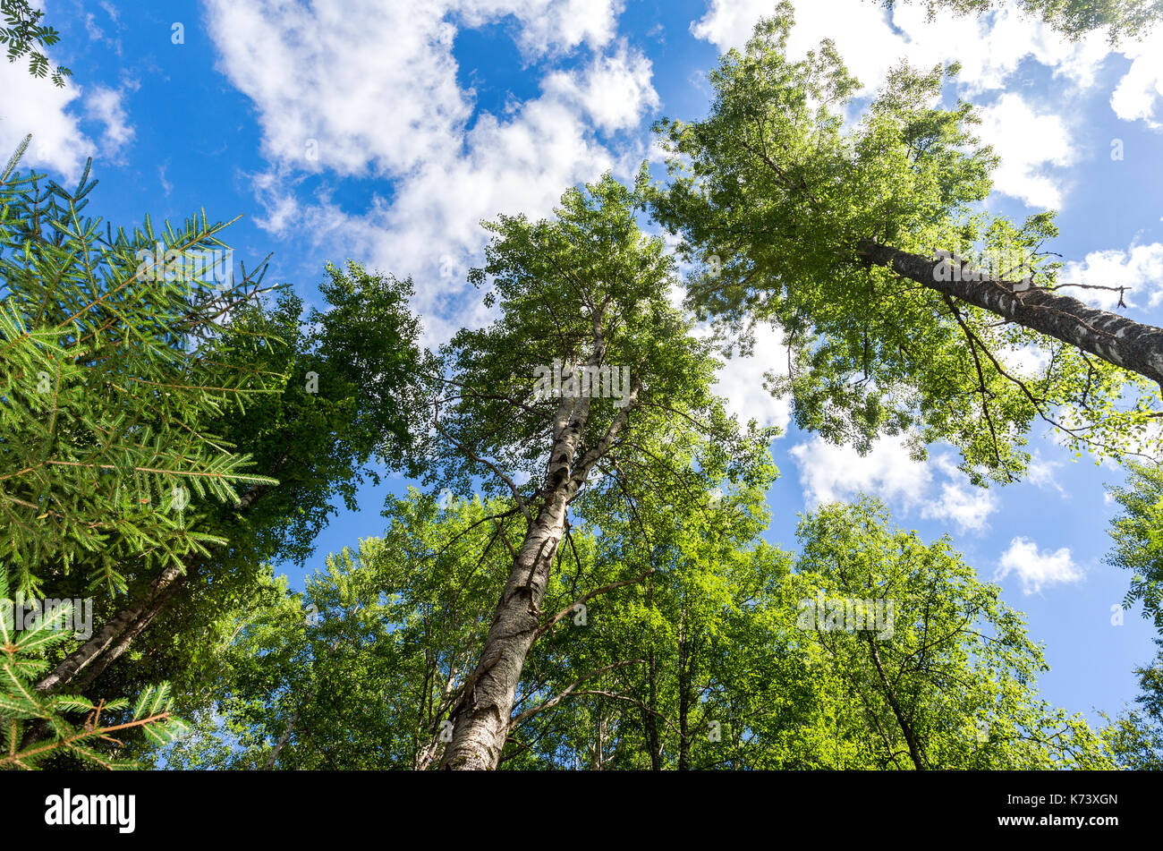 Crowns of tall birch trees above his head in the forest against a blue ...