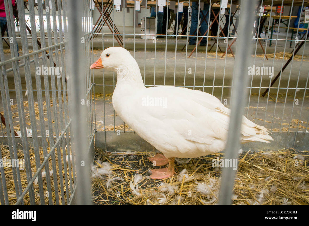 National exhibition of young rabbits,poultry and pigeons 2017 (Animal ...