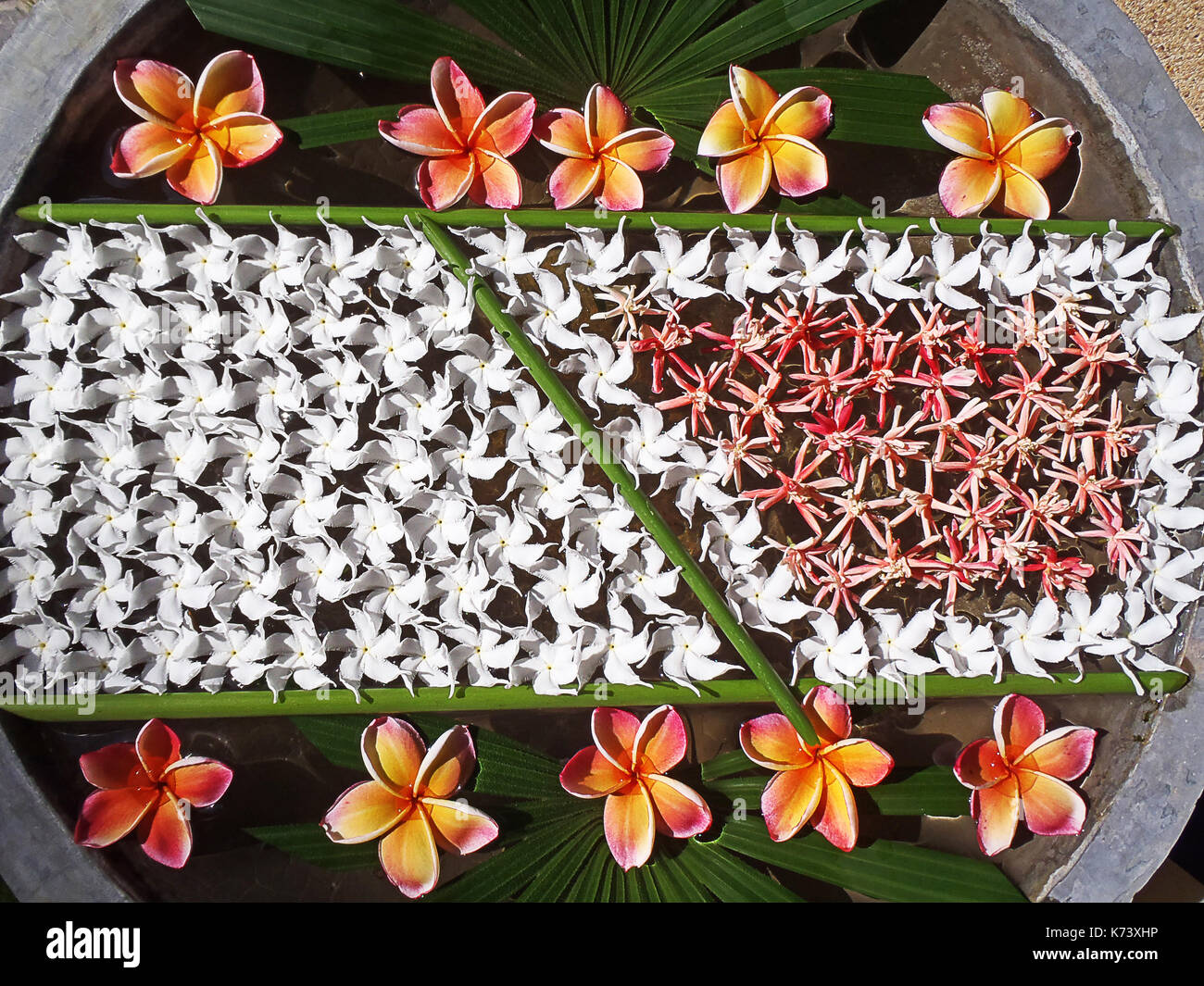 Fresh frangipani flowers background photo Stock Photo - Alamy