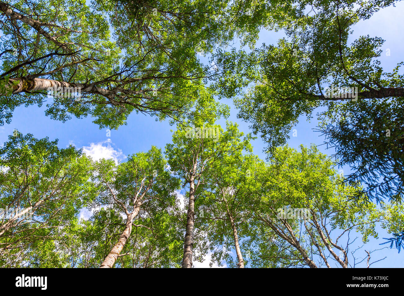 Crowns of tall birch trees above his head in the forest against a blue ...