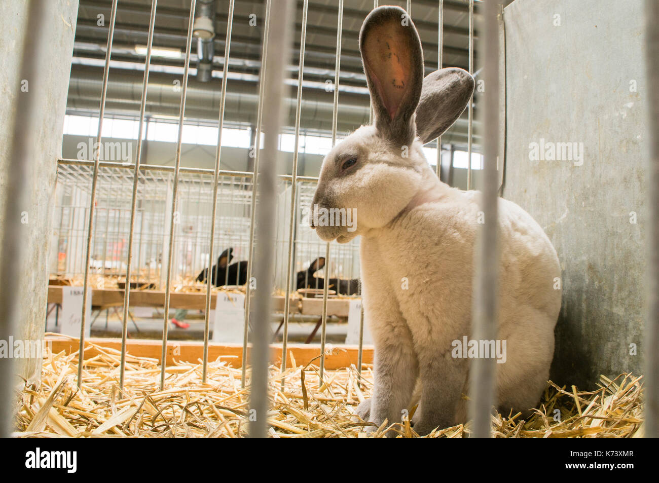 Rex marten blue rabbit hi-res stock photography and images - Alamy