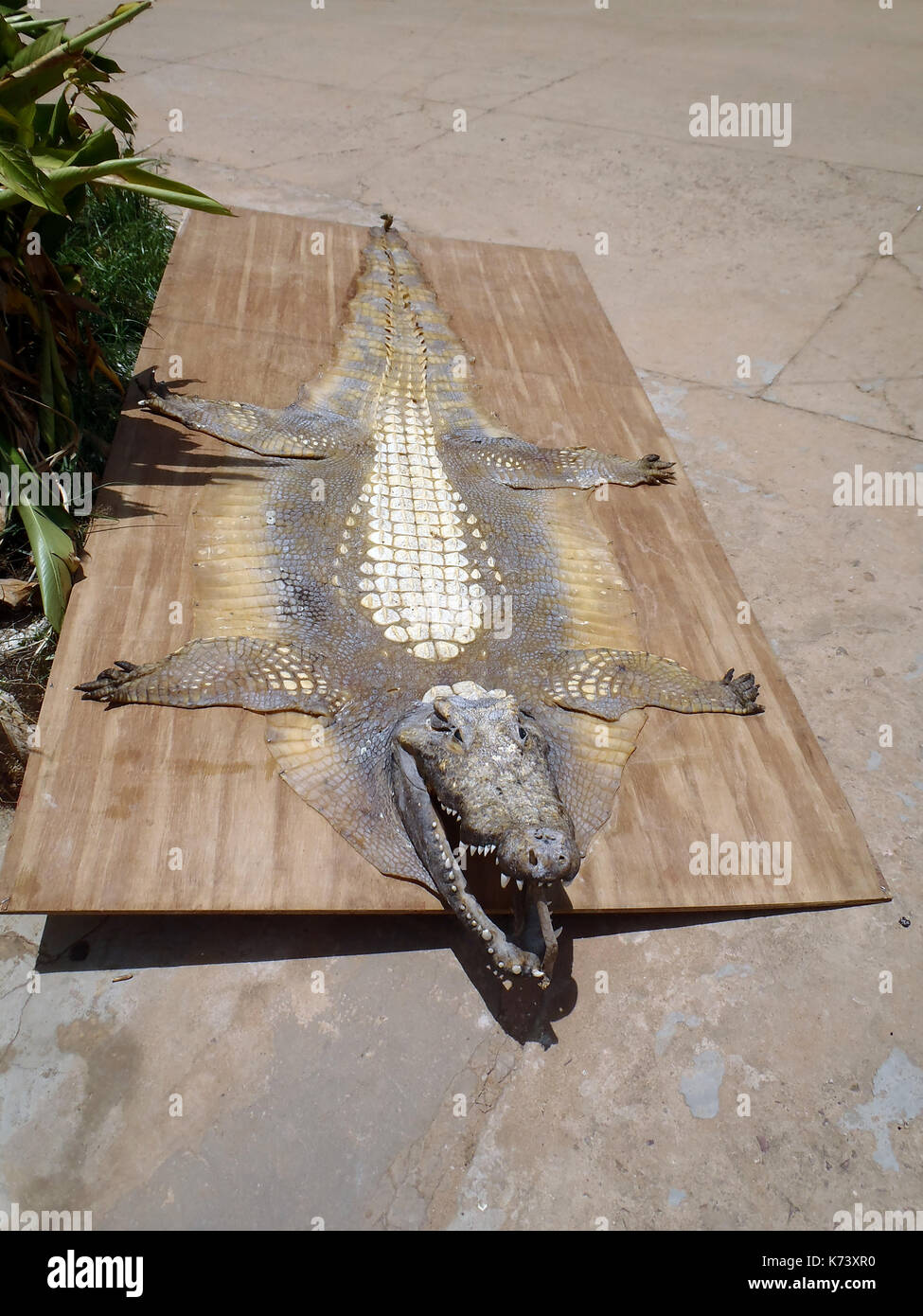 Old Alligator Skin drying in the sun of Cambodia Stock Photo - Alamy
