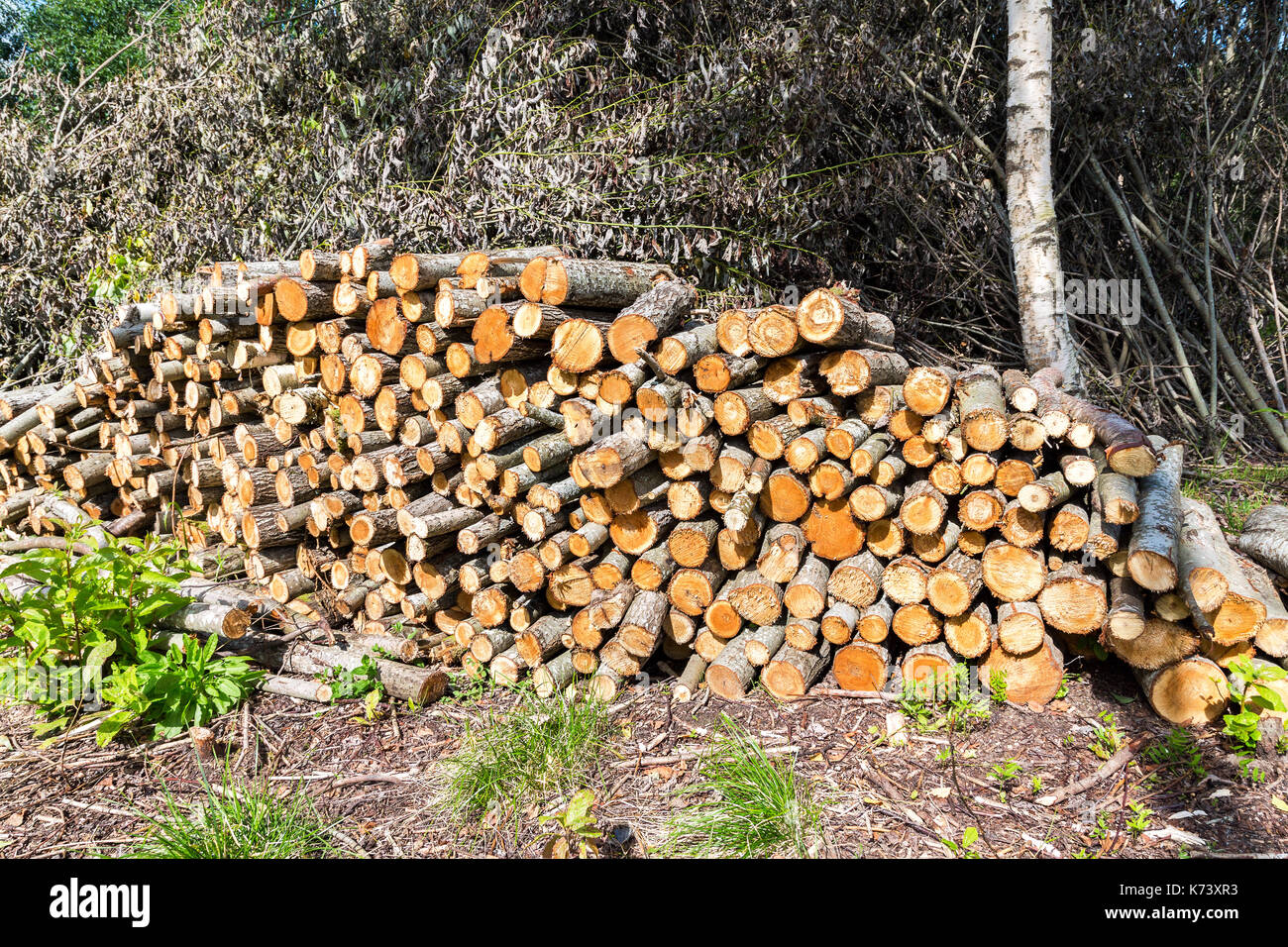 Stock pile of timber, chopped down trees at the forest in summertime ...