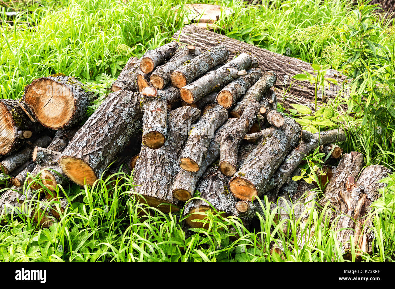 Pile of cut trees at the forest in summertime. De-forestation Stock ...