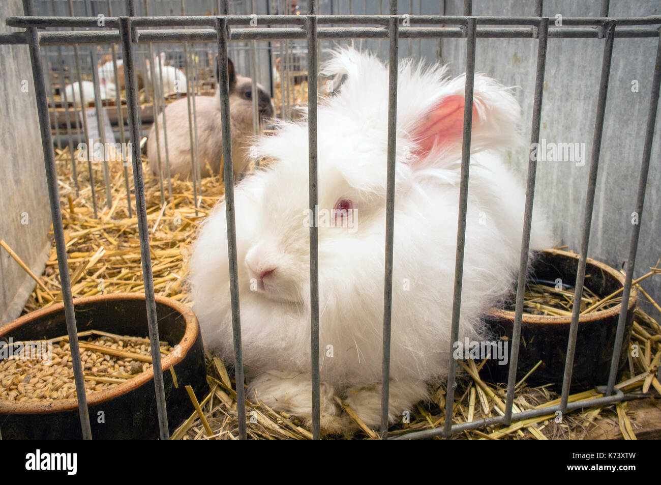 National exhibition of young rabbits,poultry and pigeons 2017 (Animal ...