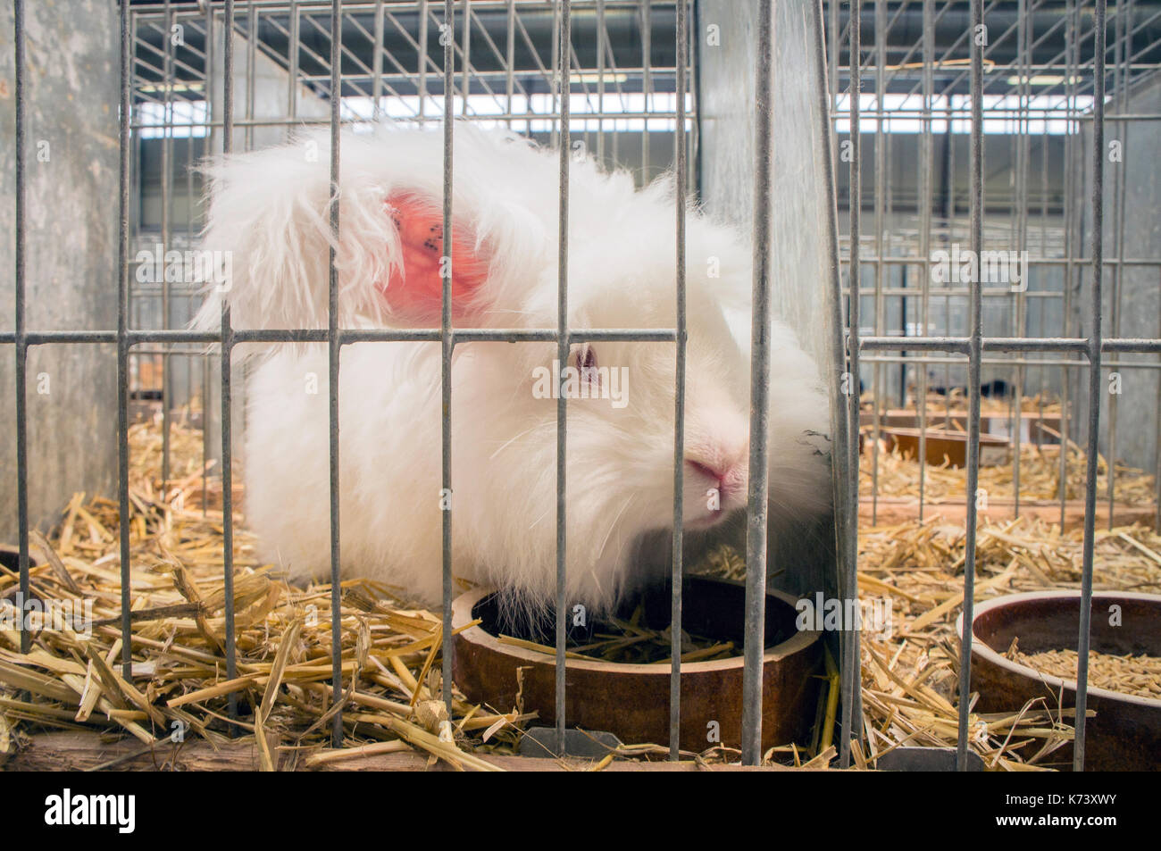 Rabbit exhibition breeding rabbits hi-res stock photography and images ...