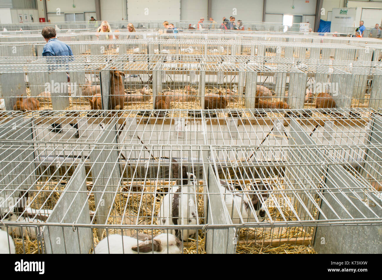 Rabbit exhibition breeding rabbits hi-res stock photography and images ...