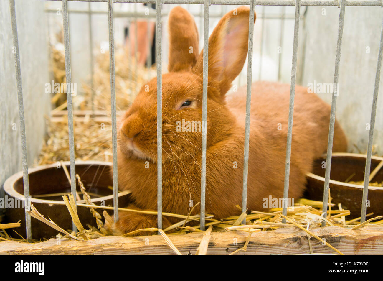 Rabbit exhibition breeding rabbits hi-res stock photography and images ...