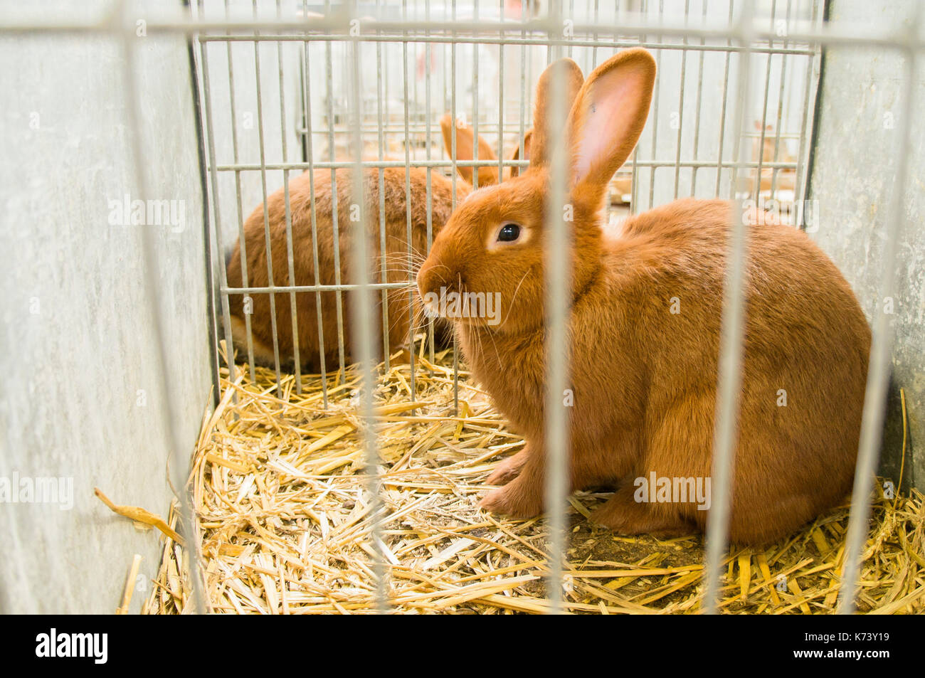 Rabbit exhibition breeding rabbits hi-res stock photography and images ...