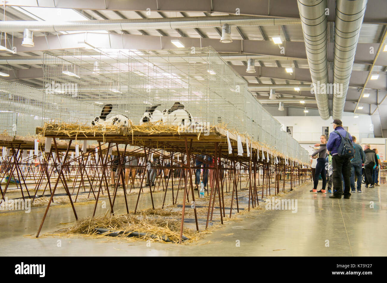 National exhibition of young rabbits,poultry and pigeons 2017 (Animal ...