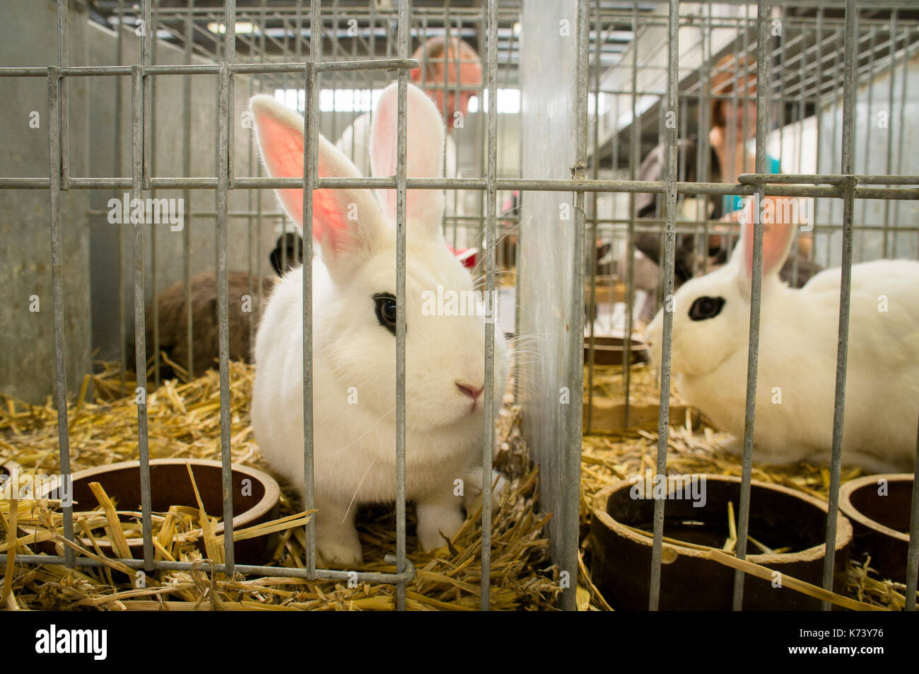 Rabbit exhibition breeding rabbits hi-res stock photography and images ...