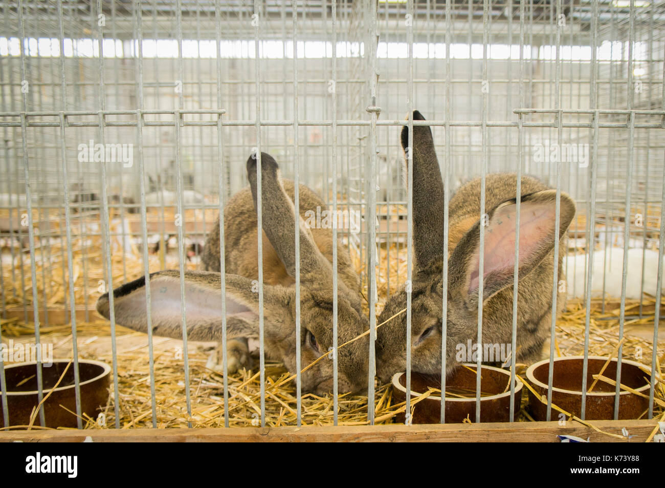 National exhibition of young rabbits,poultry and pigeons 2017 (Animal ...