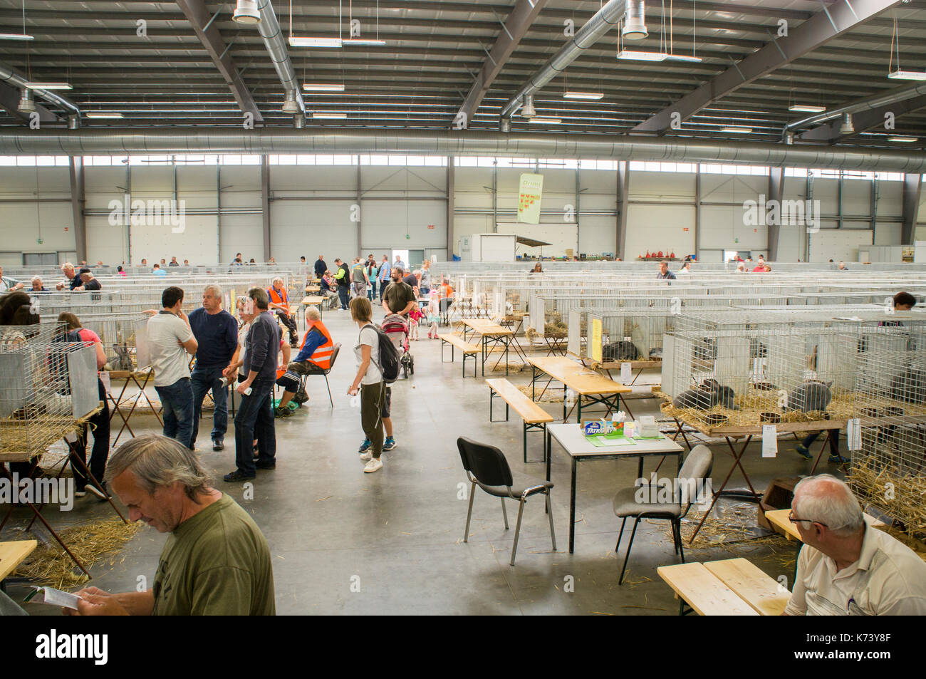 Rabbit exhibition breeding rabbits hi-res stock photography and images ...