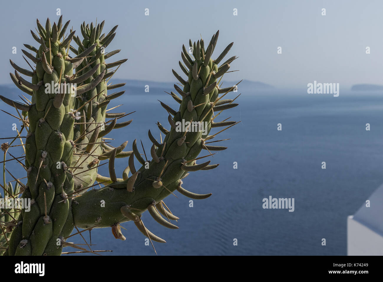 cactus on the balcony in oia, santorini, overlooking the caldera Stock ...