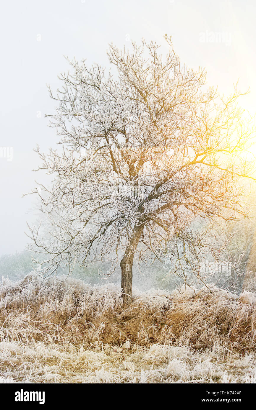 Frozen tree branches Stock Photo - Alamy
