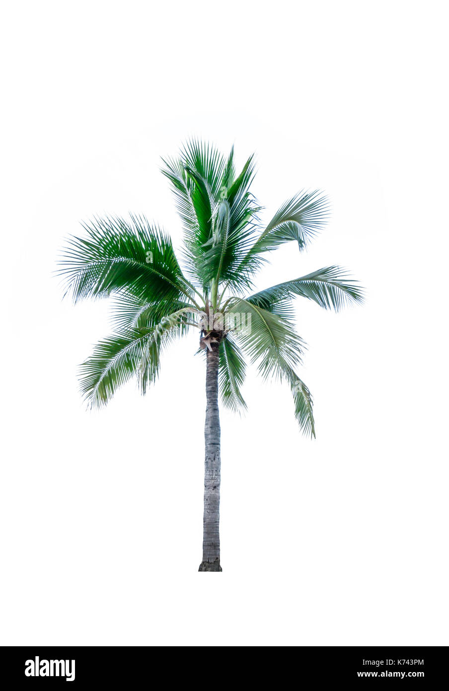 Coconut tree isolated on white background used for advertising ...