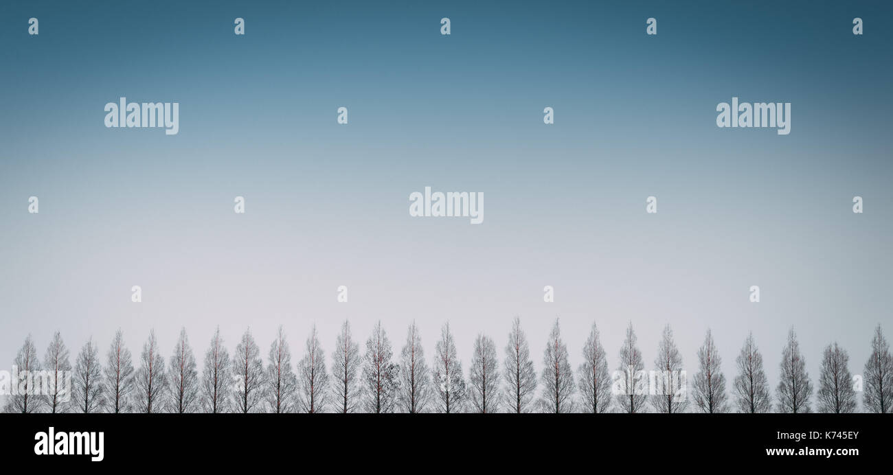 Row Of Pine Trees High Resolution Stock Photography and Images - Alamy