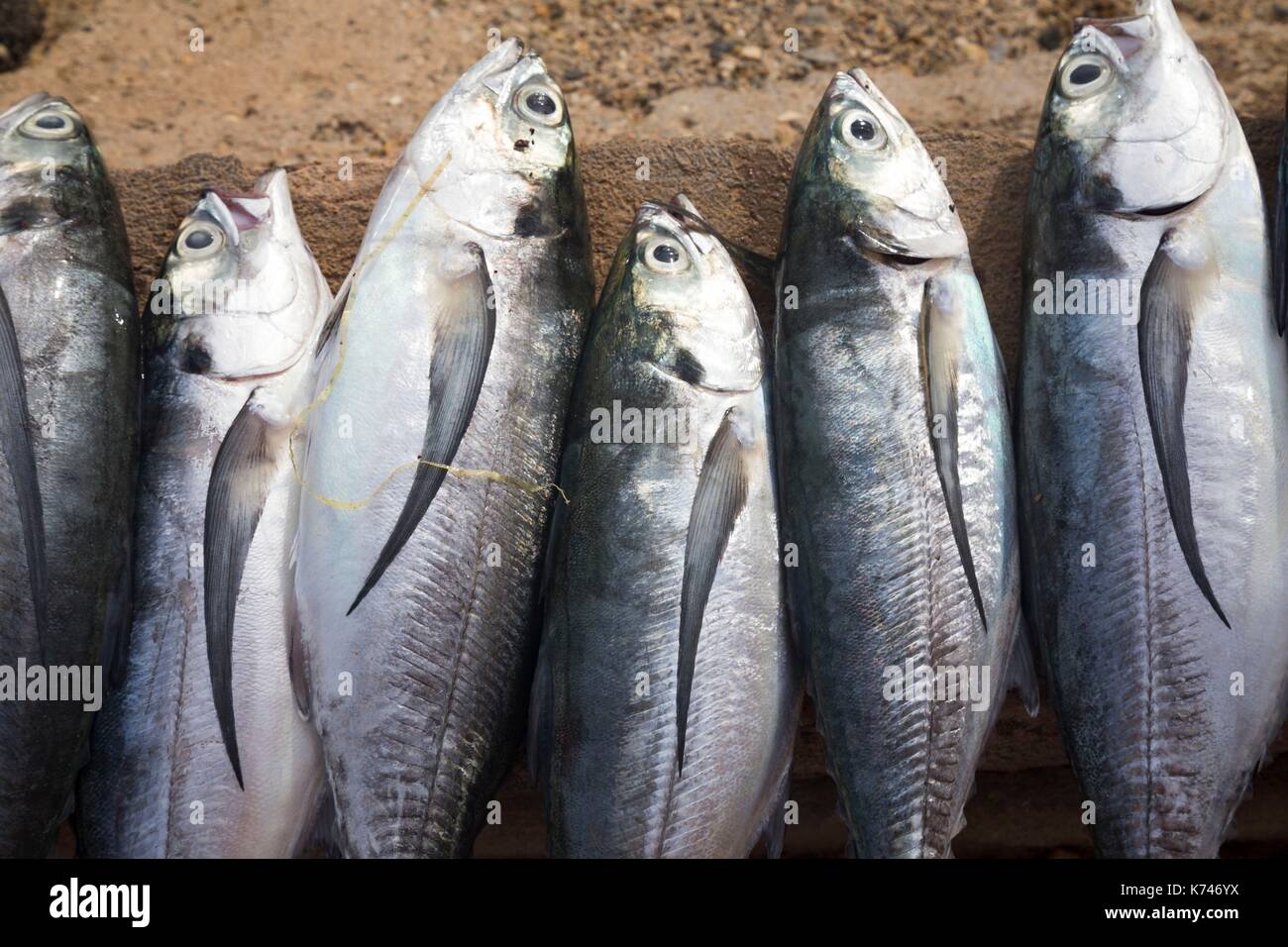 Philippines, Palawan, Taytay, fresh fish just landed from the boat ...