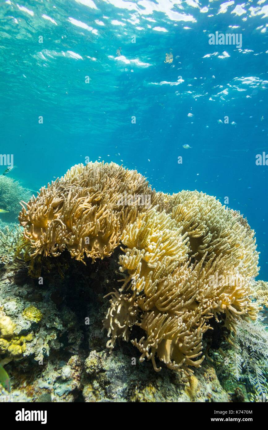 Philippines, Palawan, Taytay Bay, Nabat Island, coral reef Stock Photo ...