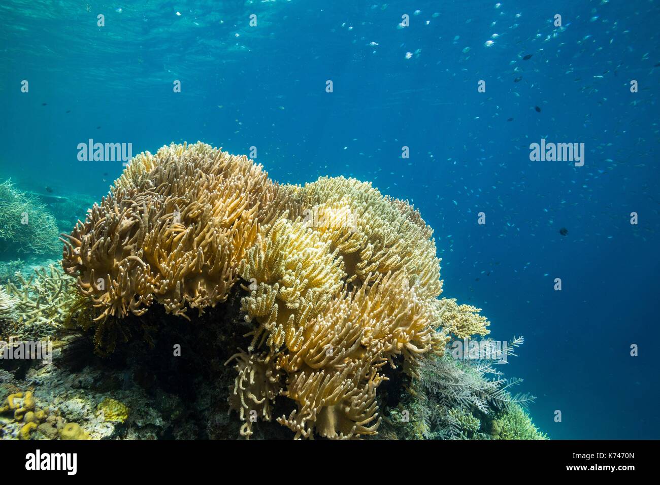 Philippines, Palawan, Taytay Bay, Nabat Island, coral reef Stock Photo ...