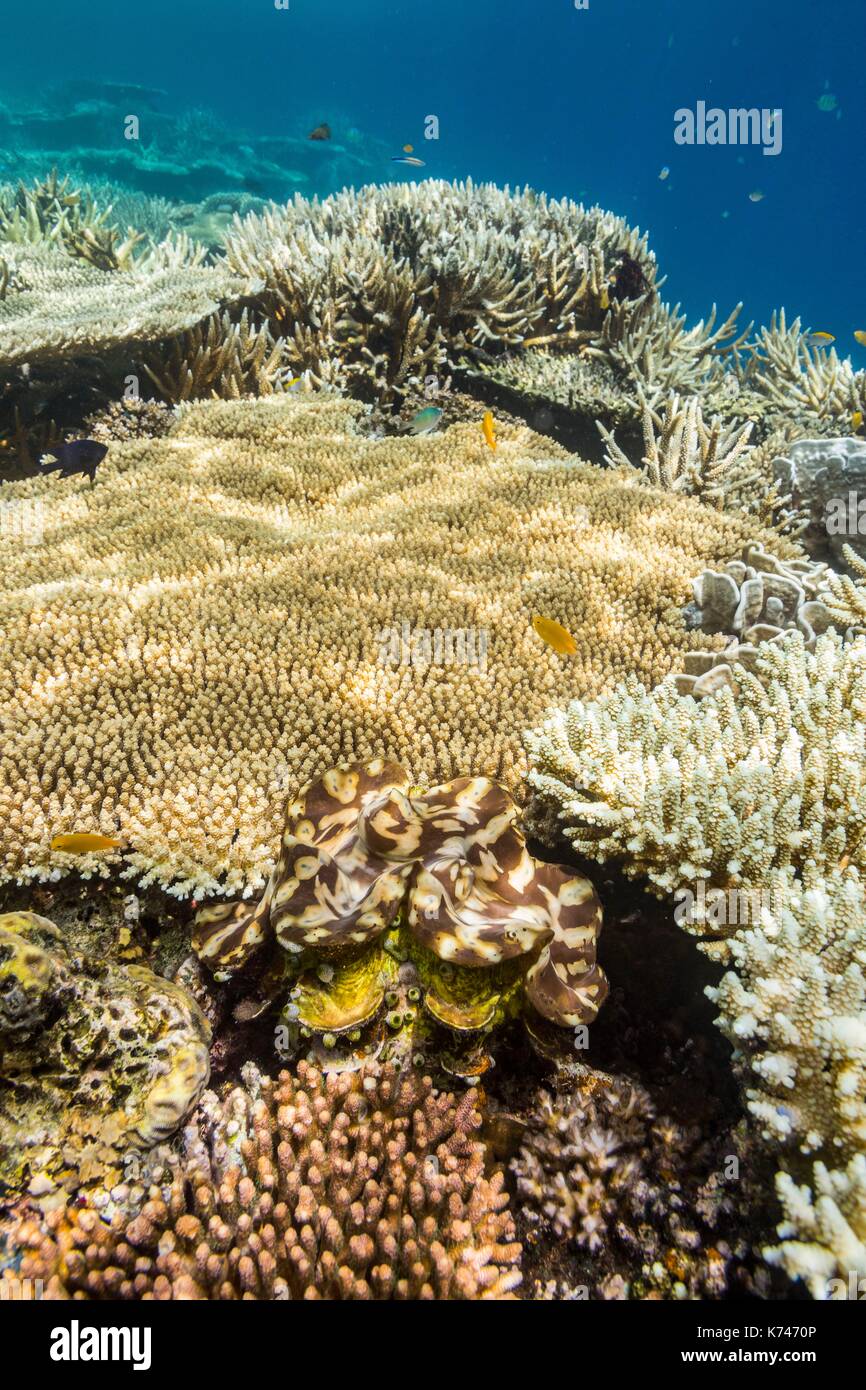 Philippines, Palawan, Taytay Bay, Nabat Island, coral reef Stock Photo ...