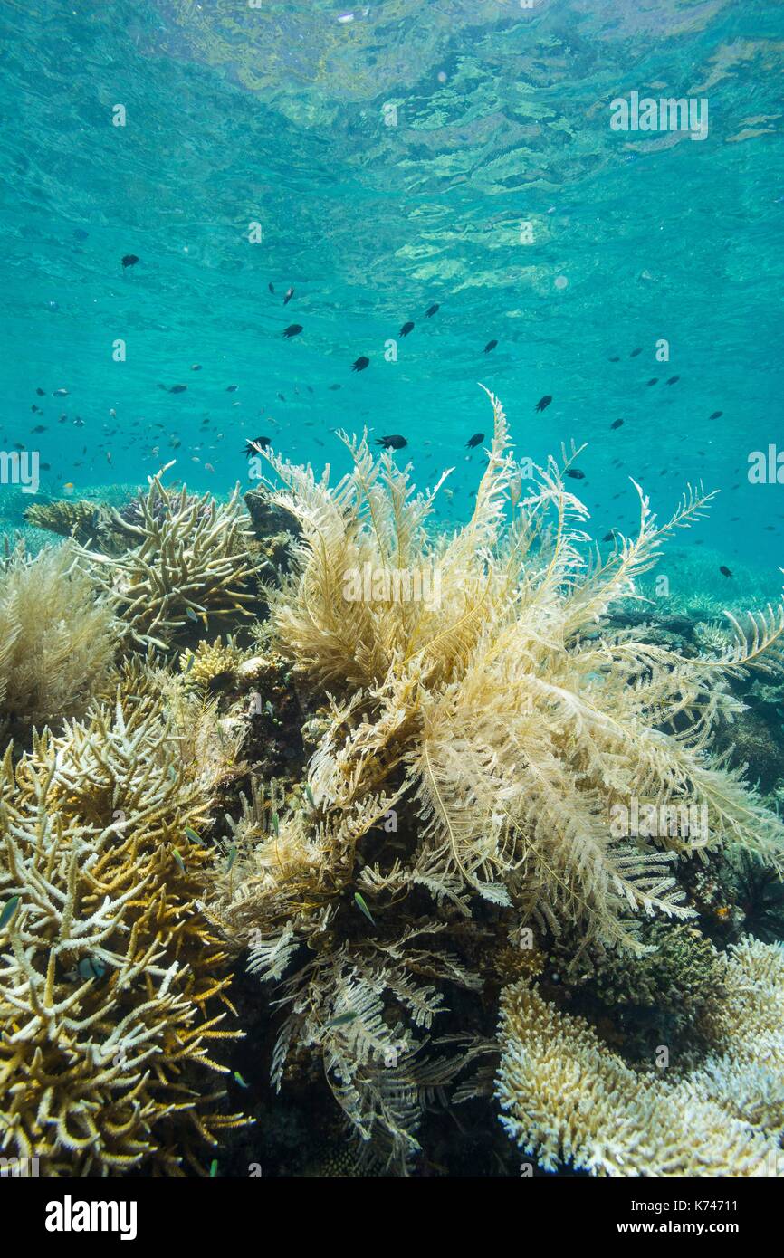 Philippines, Palawan, Taytay Bay, Nabat Island, coral reef Stock Photo ...