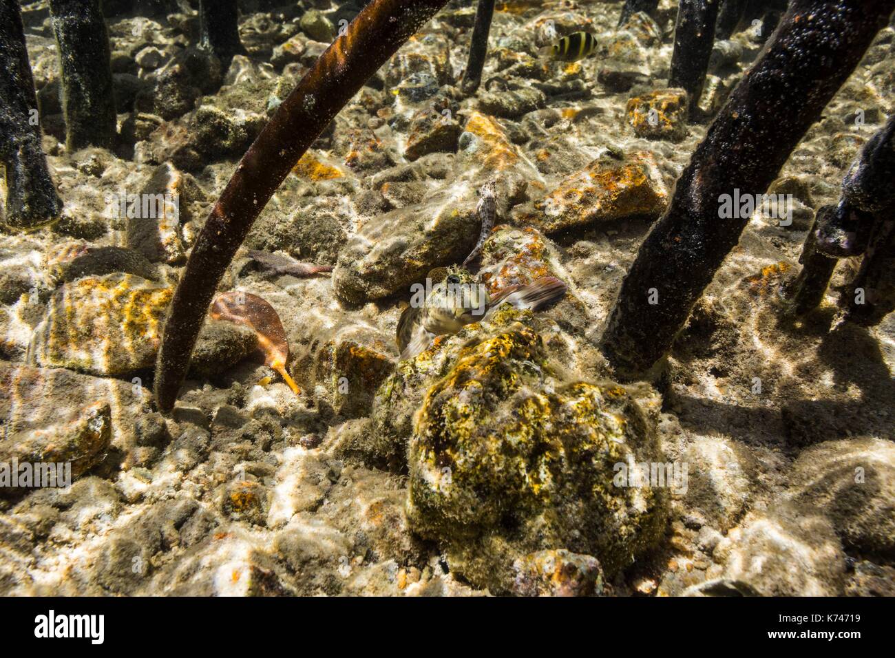 Philippines, Palawan, Taytay Bay, Isla Blanca, blenny in the middle of ...