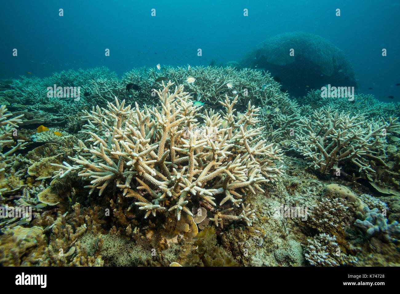 Philippines, Palawan, Taytay, Black Rock coral reef Stock Photo - Alamy