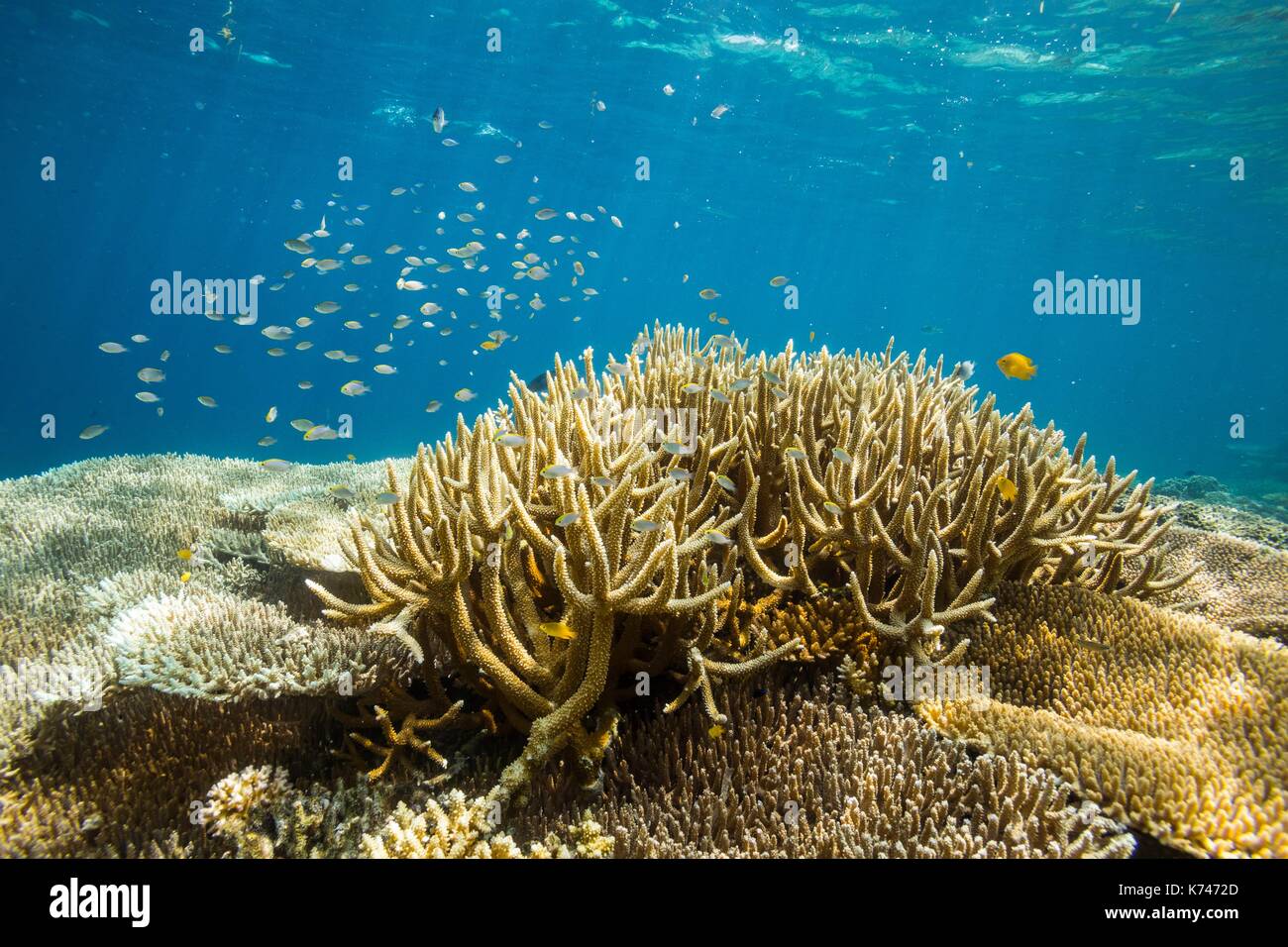 Philippines, Palawan, Taytay Bay, Nabat Island, coral reef Stock Photo ...