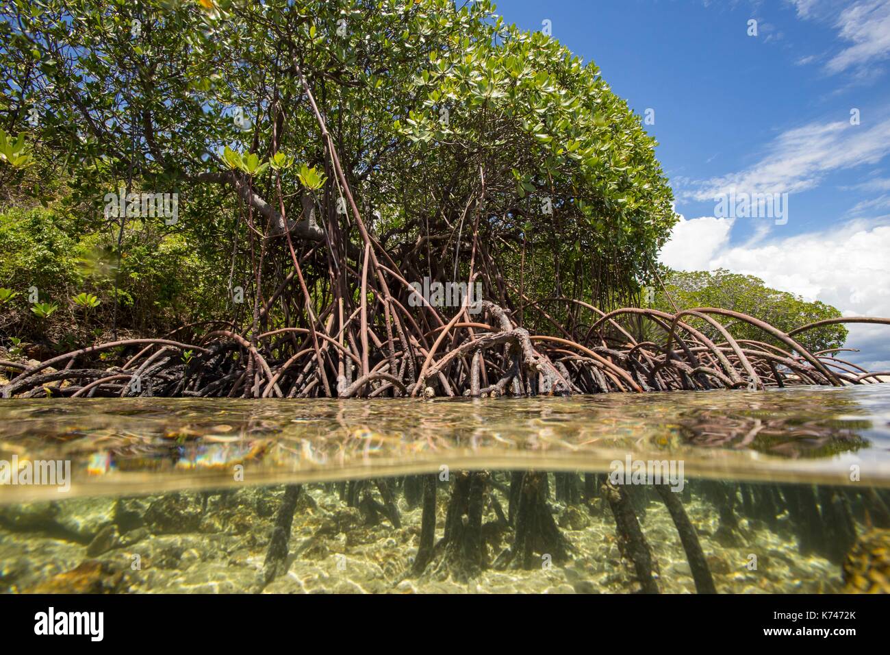 Mangrove Tree Underwater