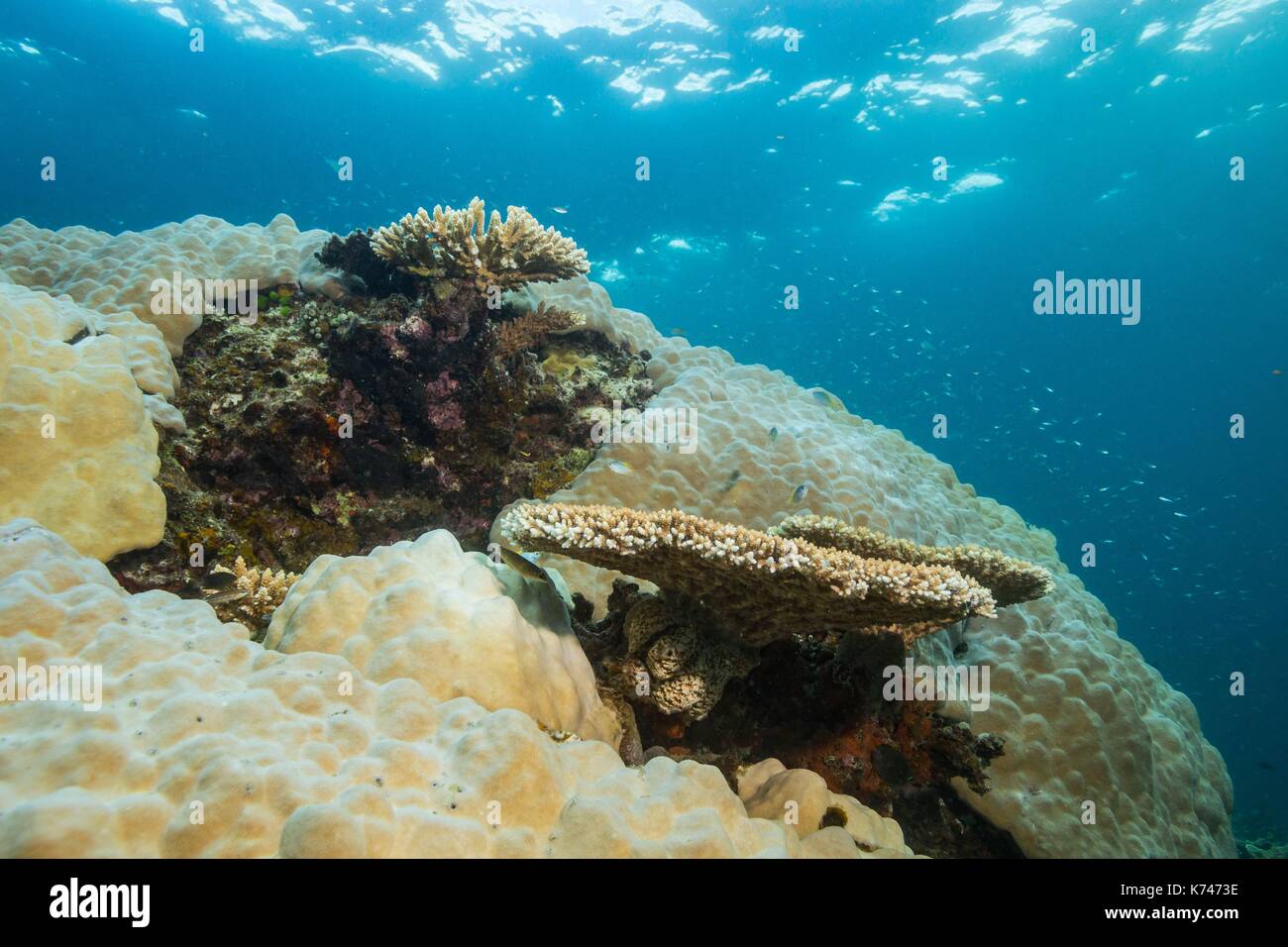 Philippines, Palawan, Taytay, Black Rock coral reef Stock Photo - Alamy
