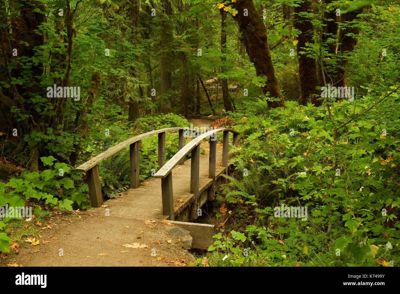 Hiking Trail Footbridge In The Woods Stock Photo - Alamy