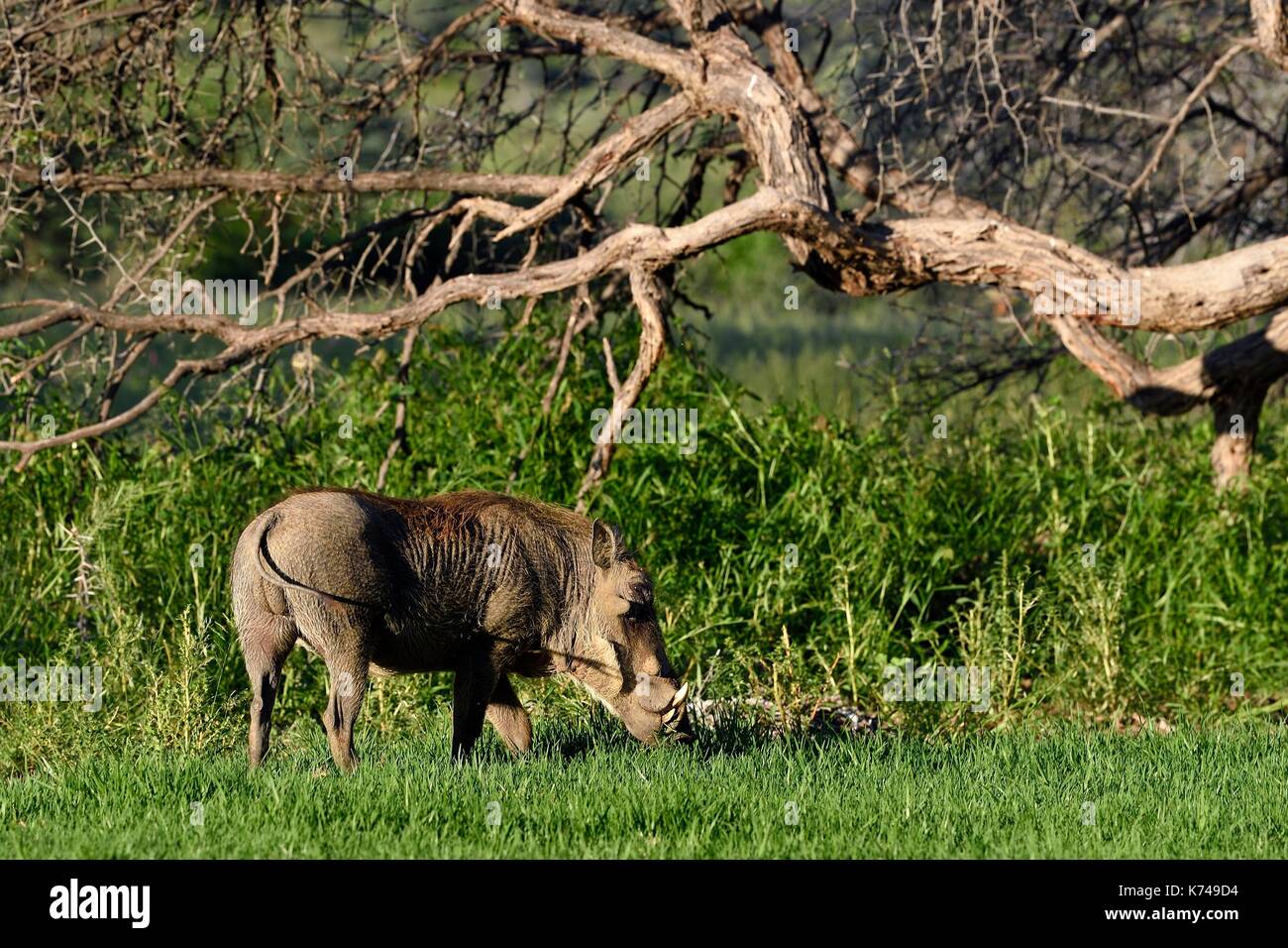 Namibia, Khomas region, north of Windhoek, Okapuka Ranch, warthog ...