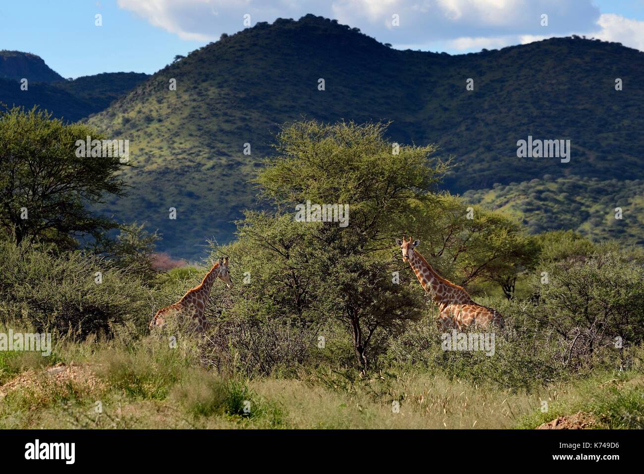 Namibia, Khomas region, north of Windhoek, Okapuka Ranch, giraffes ...
