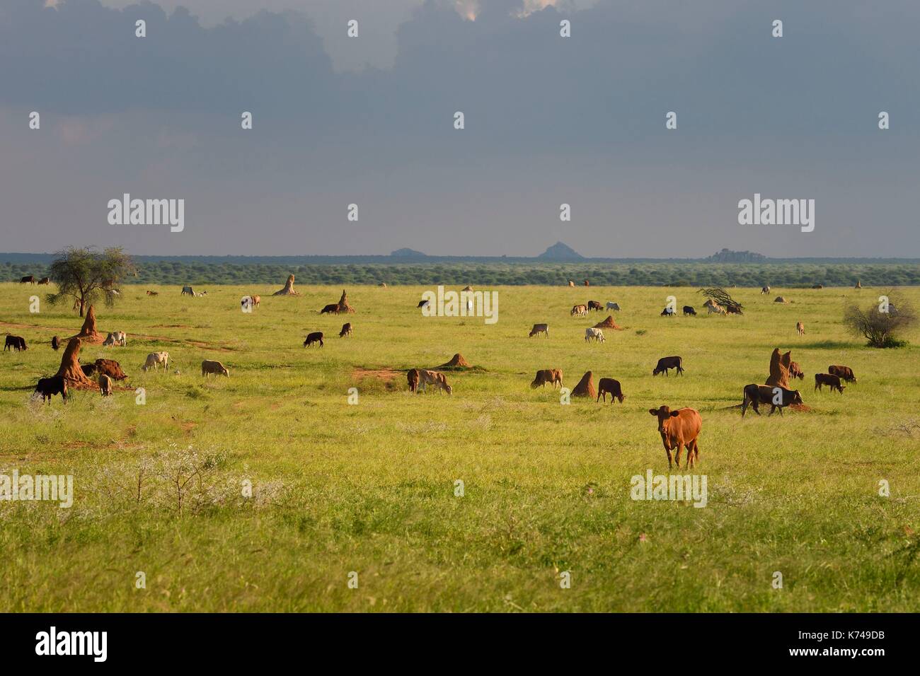 Namibia, Otjozondjupa region, Otjiwarongo, cattle breeding in a ...