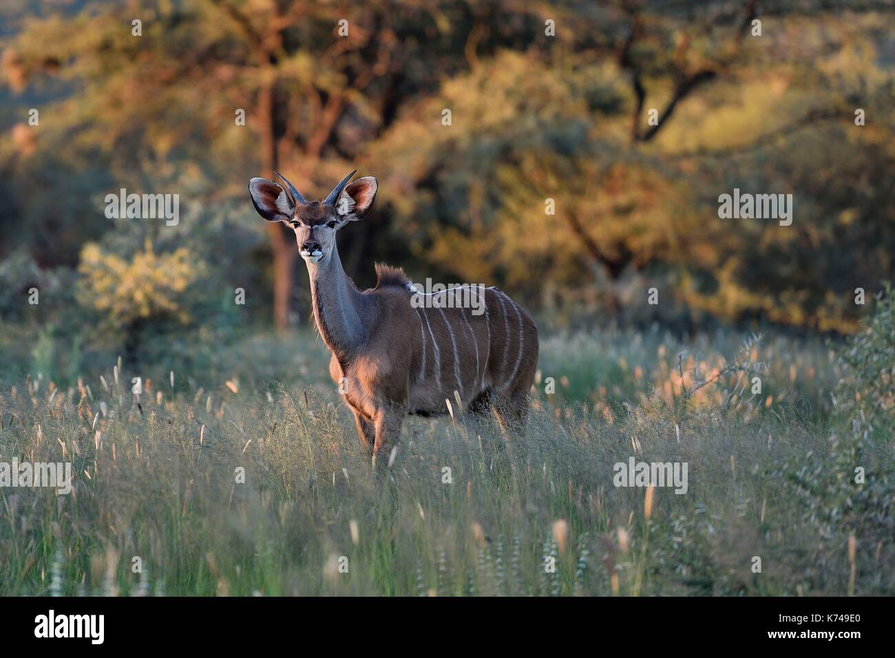 Namibia, Khomas region, north of Windhoek, Okapuka Ranch, greater kudu ...