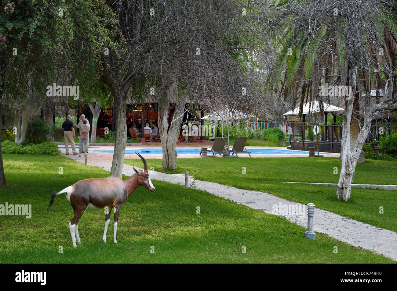 Namibia, Oshikoto region, Mokuti Etosha Lodge Stock Photo - Alamy