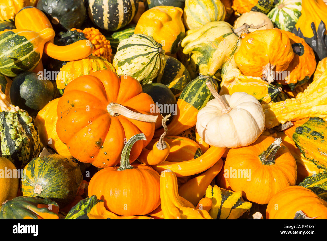 Gourds plant hi-res stock photography and images - Alamy