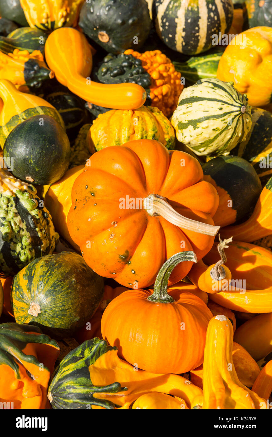 Mini gourds hi-res stock photography and images - Alamy