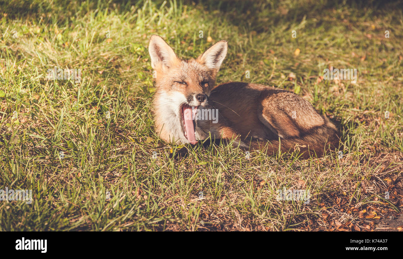 Young Red Fox (Vulpes vulpes) makes funny faces while relaxing in late ...