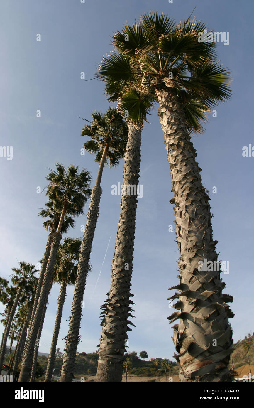 California Palm Trees Stock Photo - Alamy